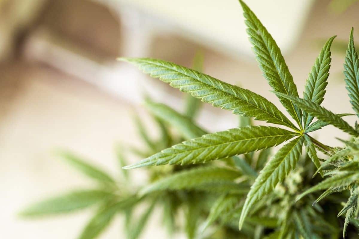 What Are Cannabinoids? - Solful